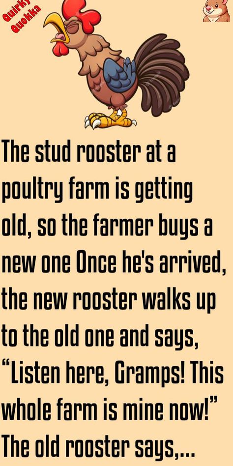 The Stud Rooster At A Poultry Farm Is Getting Old - Funny Good Stories