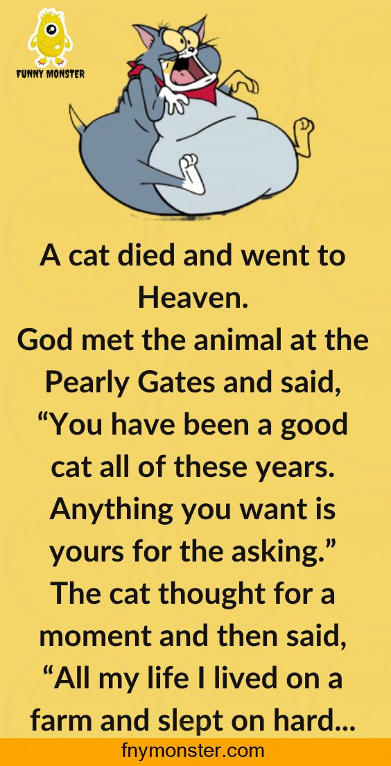 A cat died and went to Heaven - Funny Good Stories